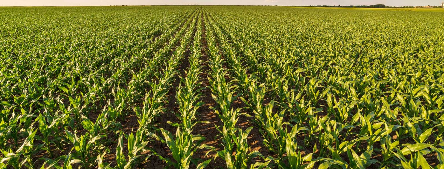 GenTech Seeds' Leadership Growth From Professional Training